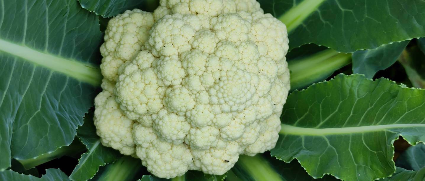 Get Set to Eat Fresh with Aldi | Seasonal produce – Cauliflower